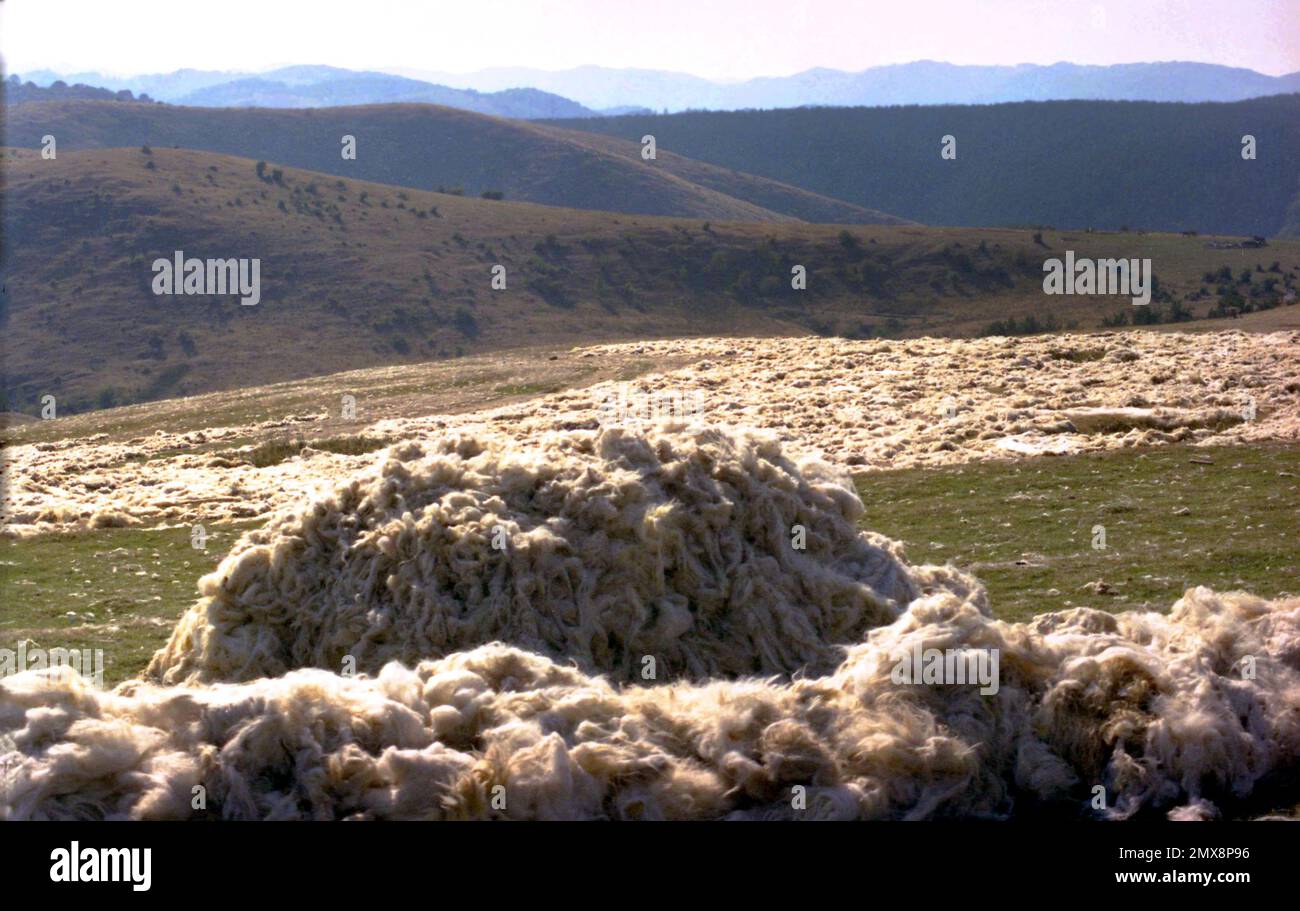 Sibiu County, Romania, 2000. Shorn sheep wool spread out in the sun to ...
