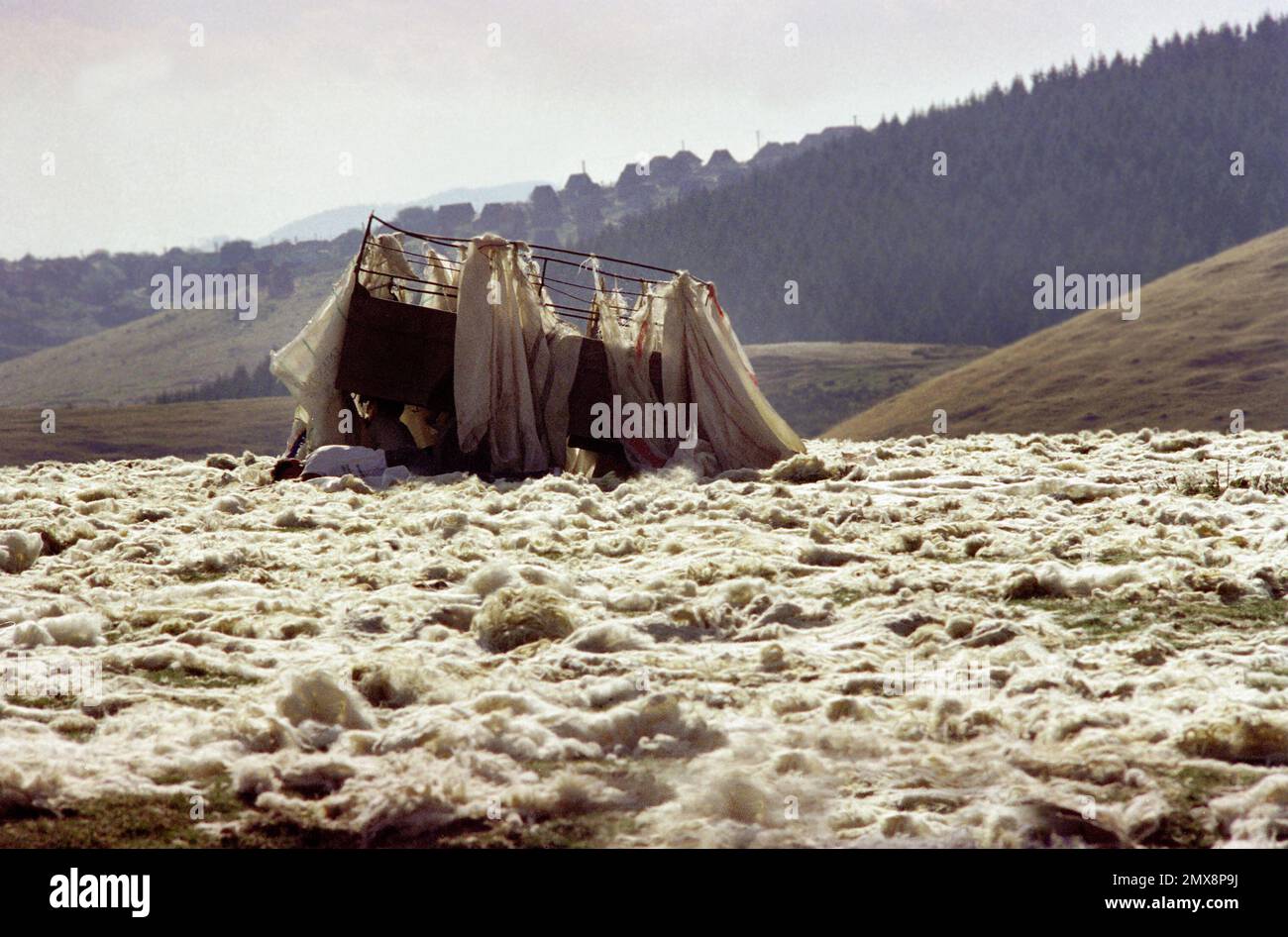 Sibiu County, Romania, 2000. Shorn sheep wool spread out in the sun to ...