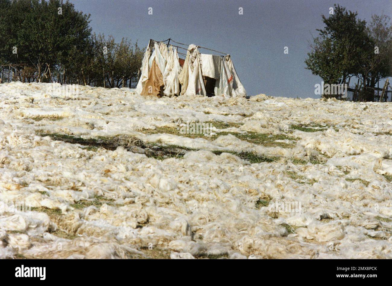 Sibiu County, Romania, 2000. Shorn sheep wool spread out in the sun to ...