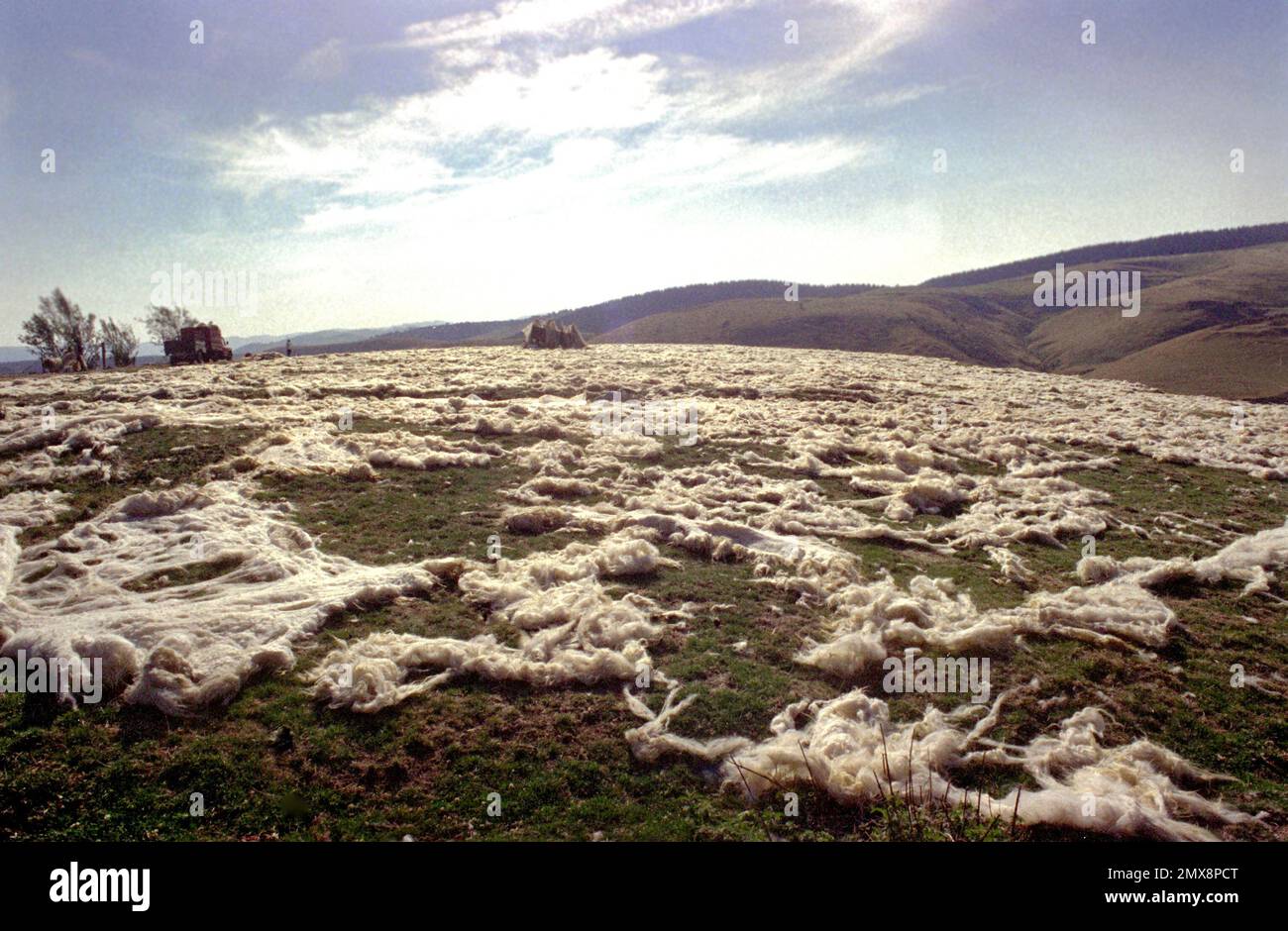Shorn sheep hi-res stock photography and images - Alamy