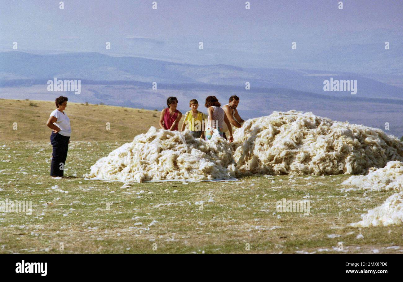Sibiu County, Romania, 2000. Shorn sheep wool ready to be spread out in ...
