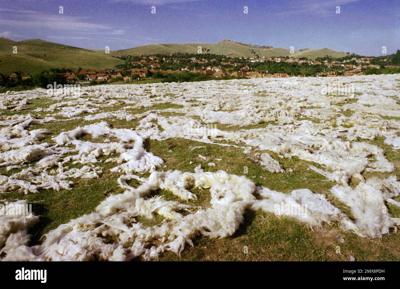 Sibiu County, Romania, 2000. Shorn sheep wool spread out in the sun to ...