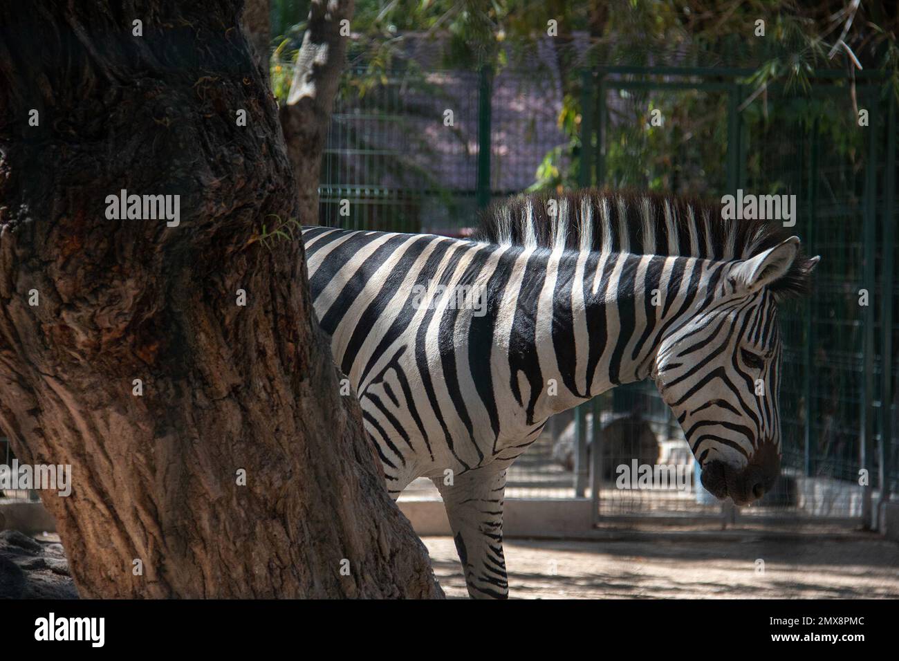 Chilpancingo, Mexico. 02nd Feb, 2023. A zebra walks in the zoo ...