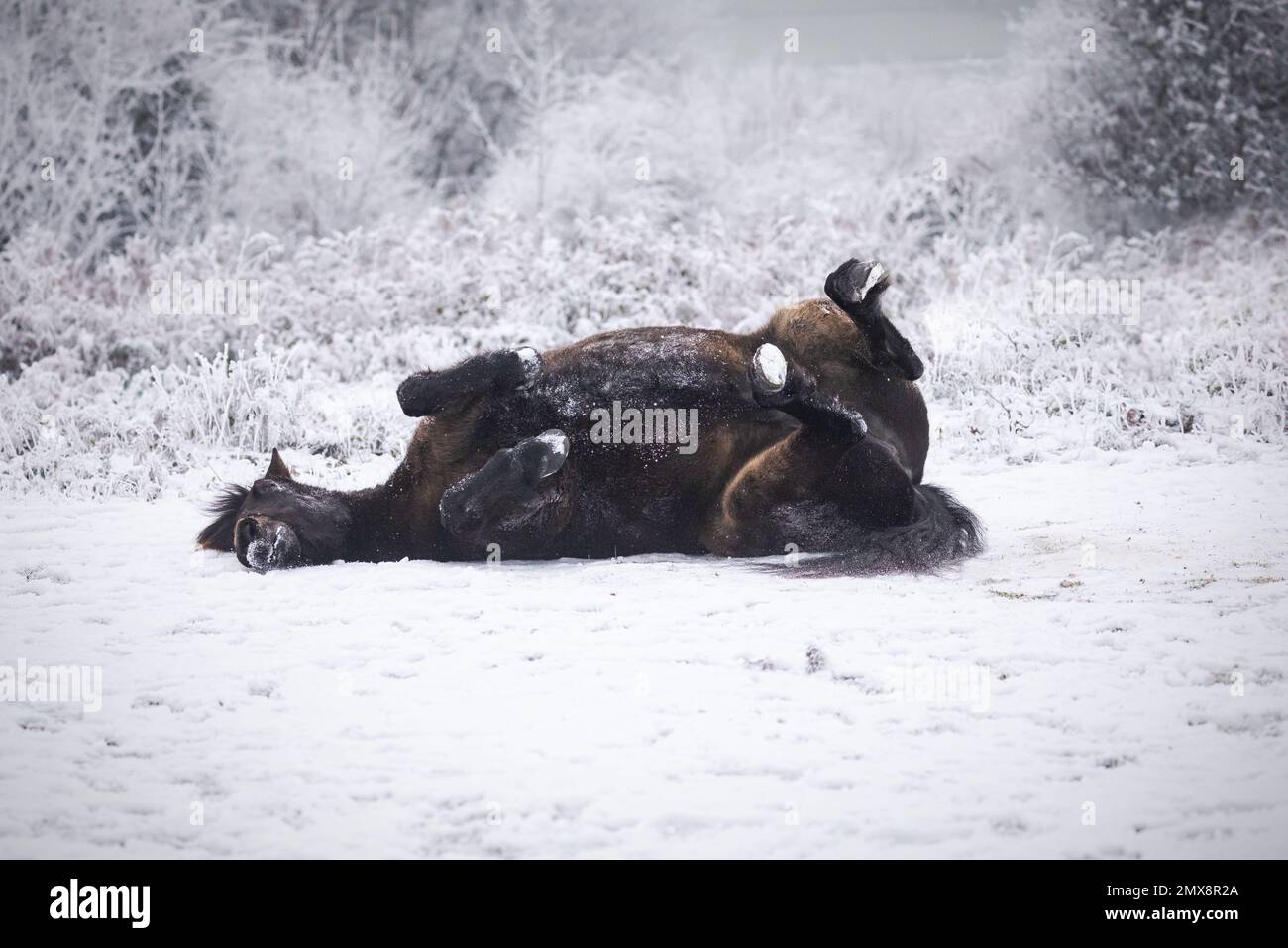 An Exmoor pony (Equus ferus caballus) rolls in the snow covering on top ...
