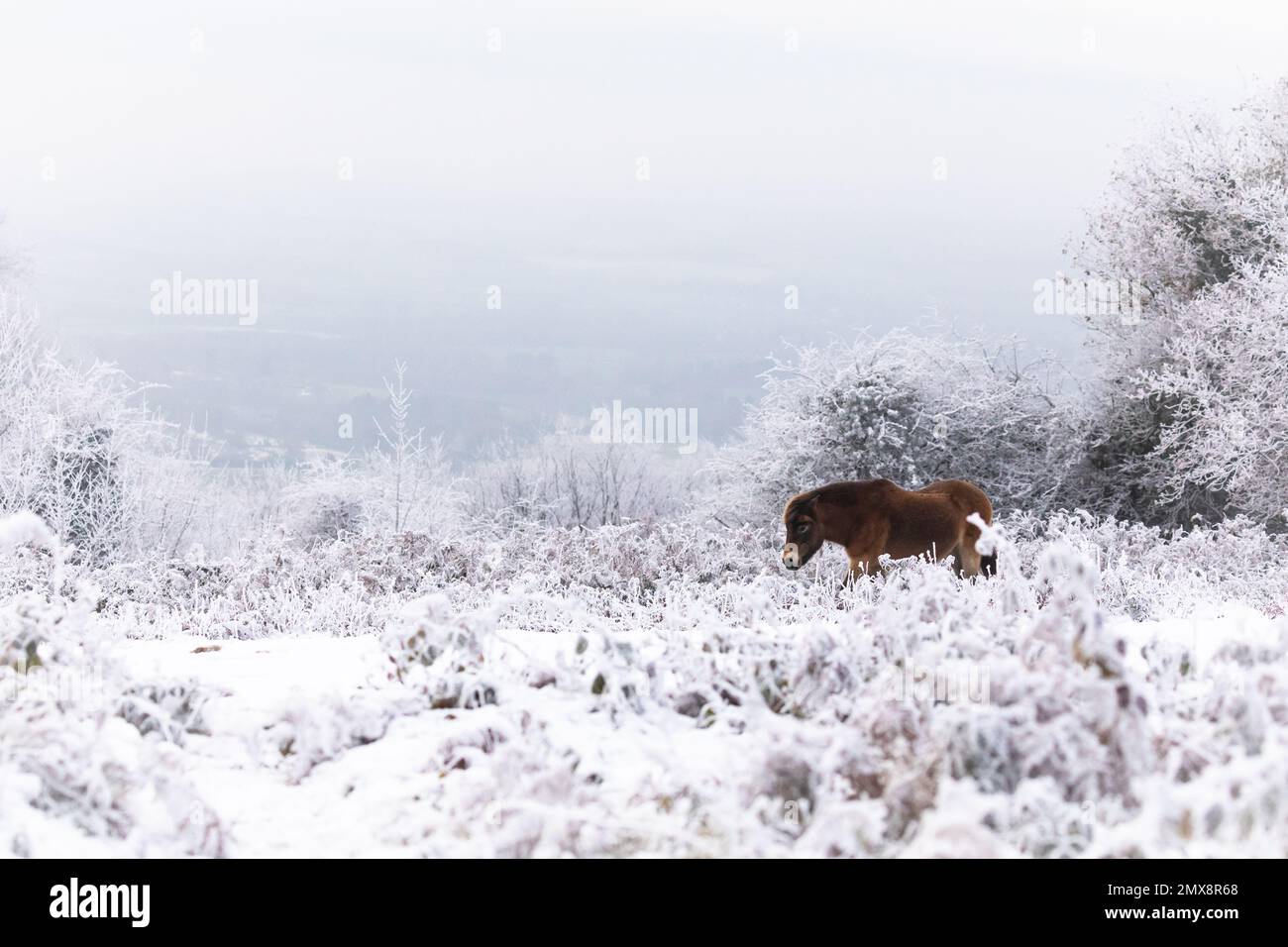 An Exmoor pony (Equus ferus caballus) stands amongst the snow covered ...