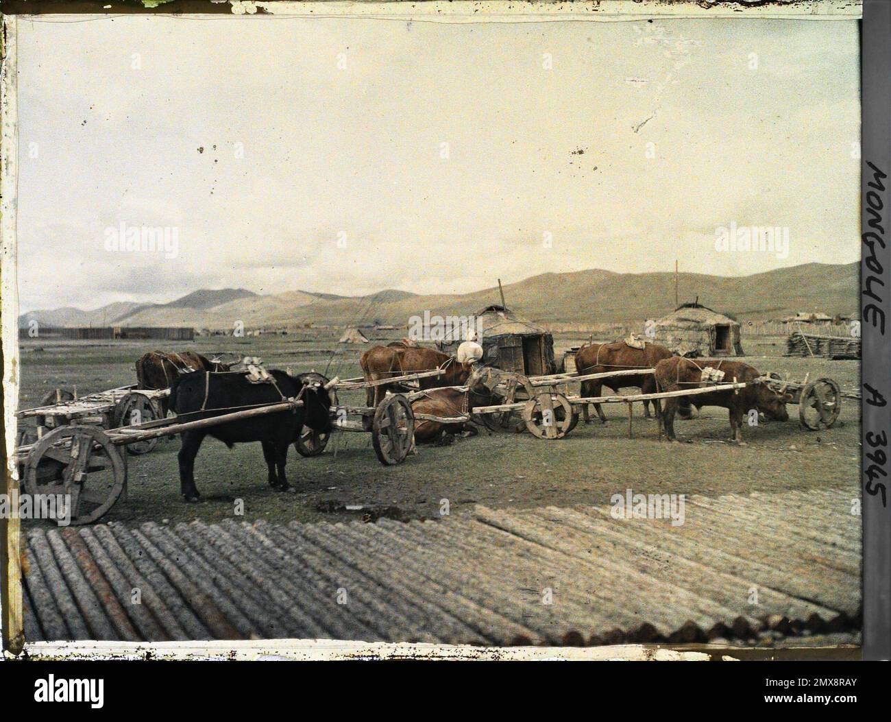 Oxen caravan harnessed to rustic tanks hi-res stock photography and ...