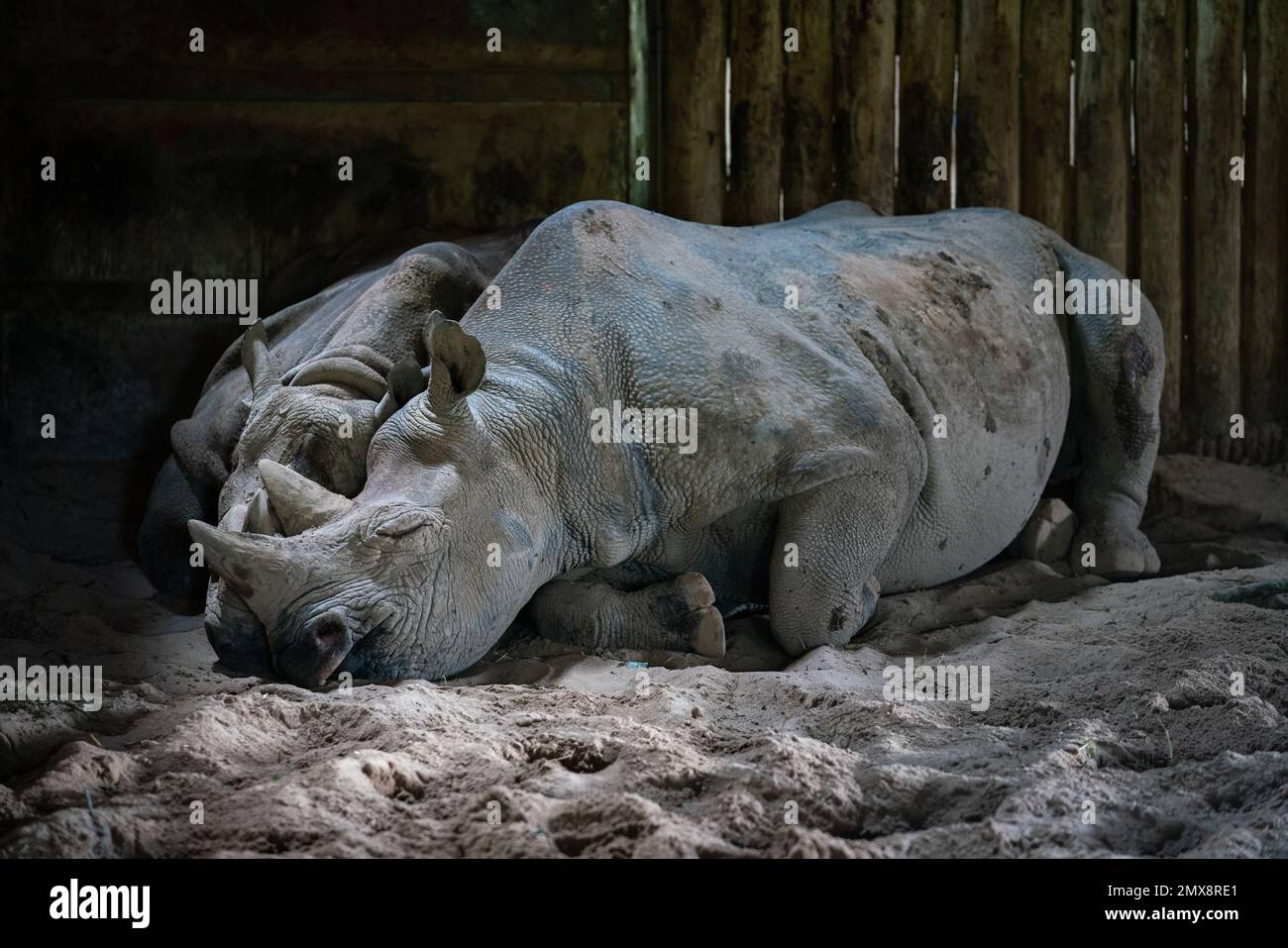 Sleeping rhino hi-res stock photography and images - Alamy