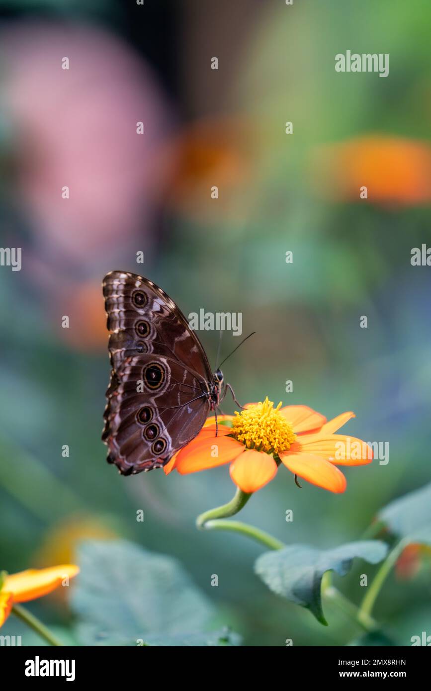 Yellow flying butterfly hi-res stock photography and images - Alamy