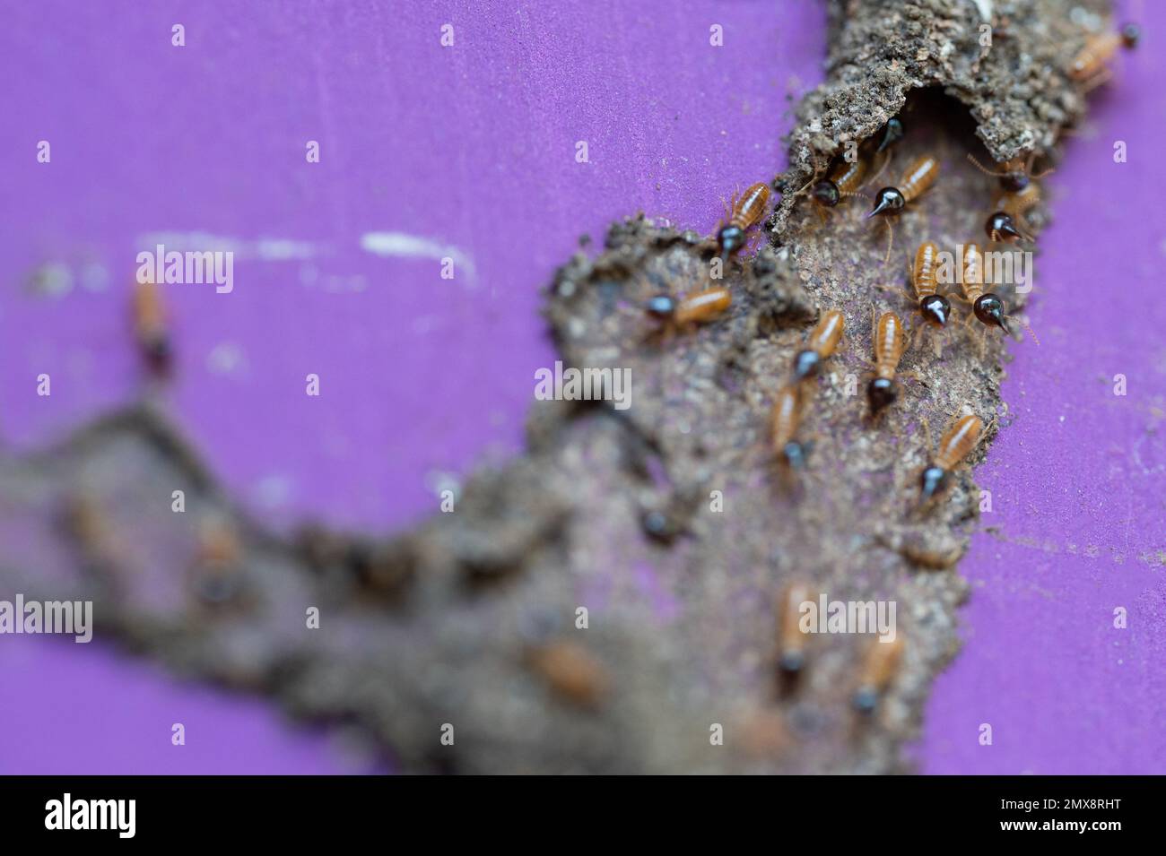 Group of termites in tunnel macro close up view Stock Photo - Alamy