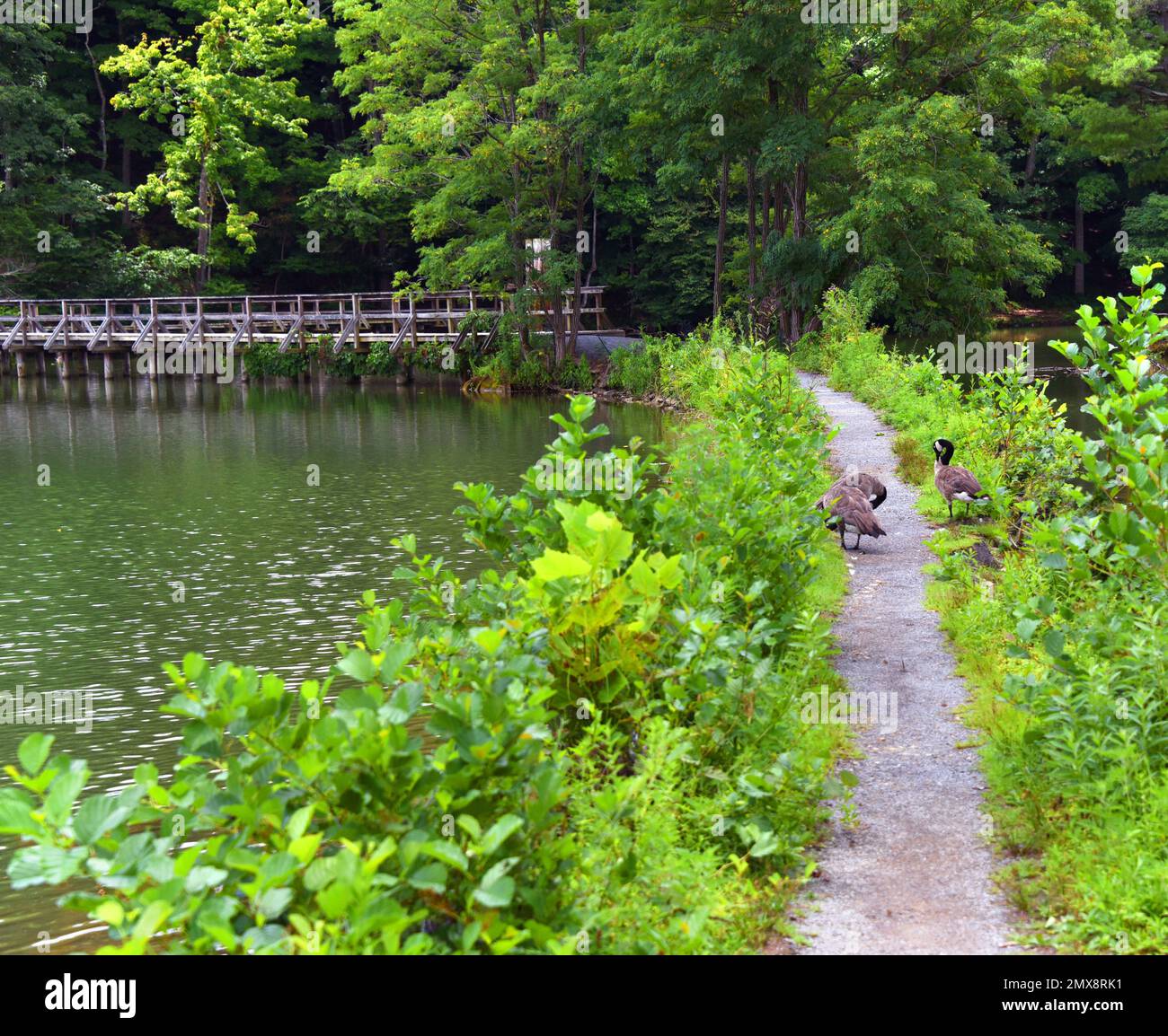 Three Canadian Geese stand on the narrow trail to the pavilion on ...