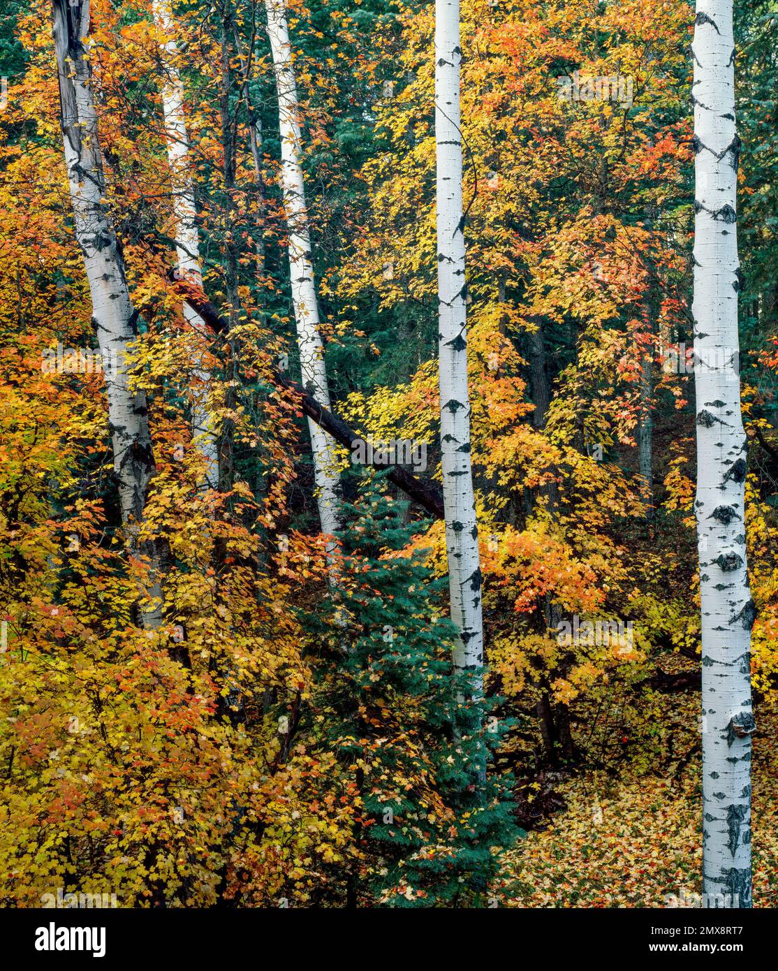Aspen, Maples, Mogollon Rim, Coconino National Forest, Yavapai County ...