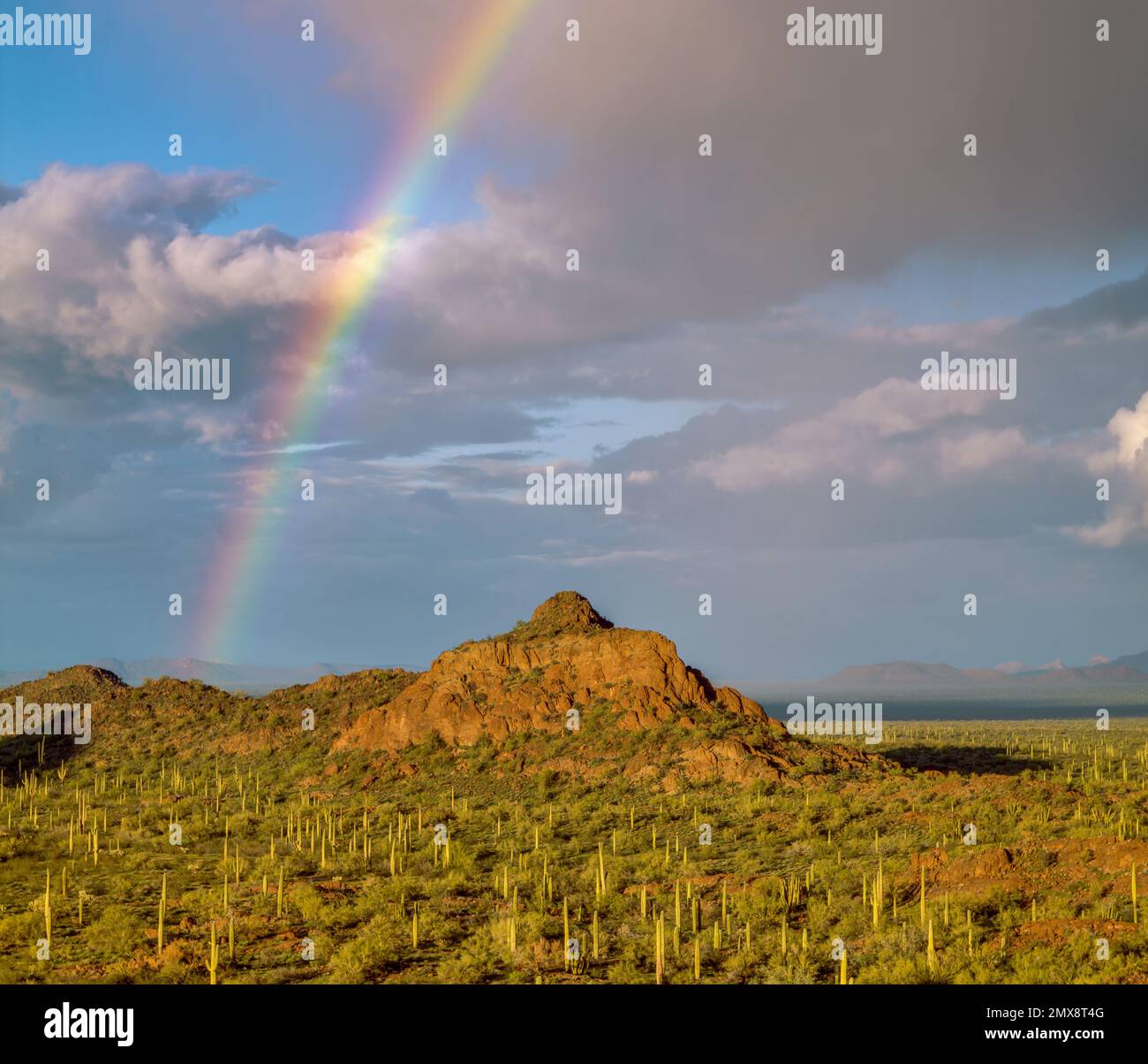 Rainbow, Puerto Blanco Mountains, Saguaro Cactus, Organ Pipe Cactus ...