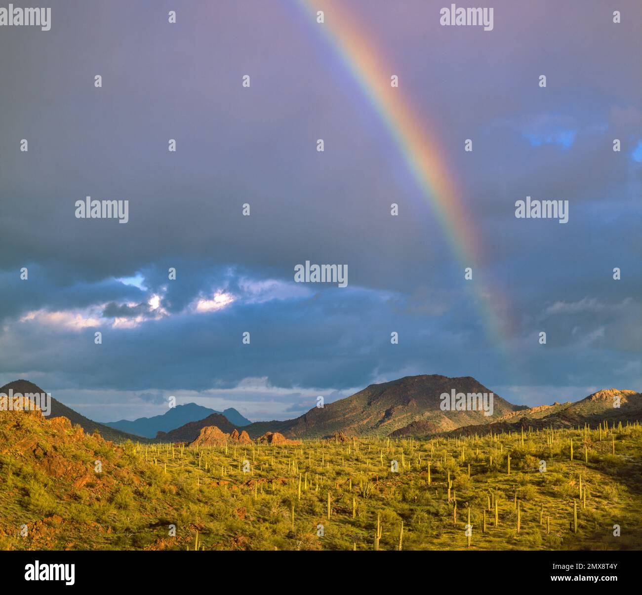 Rainbow, Puerto Blanco Mountains, Saguaro Cactus, Organ Pipe Cactus ...