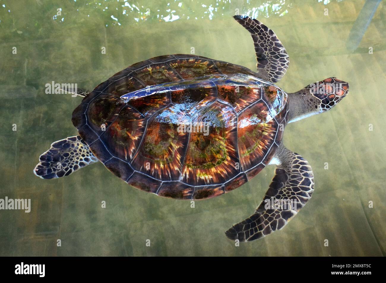 Green sea turtle, Pacific green turtle, Grüne Meeresschildkröte, Tortue ...