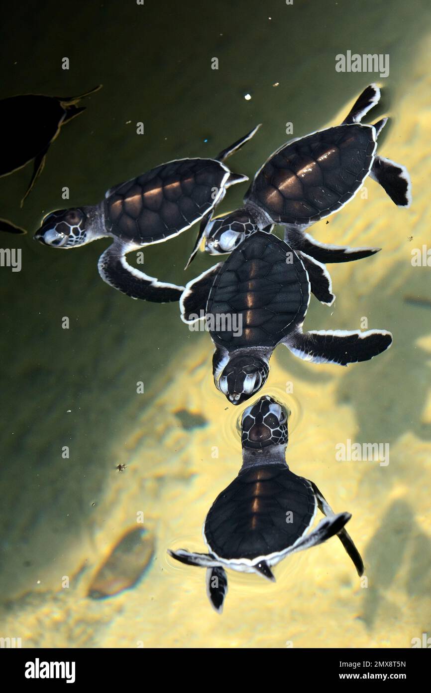 Recently hatched turtles, Turtle Sanctuary Centre, Srí Lanka, Asia ...