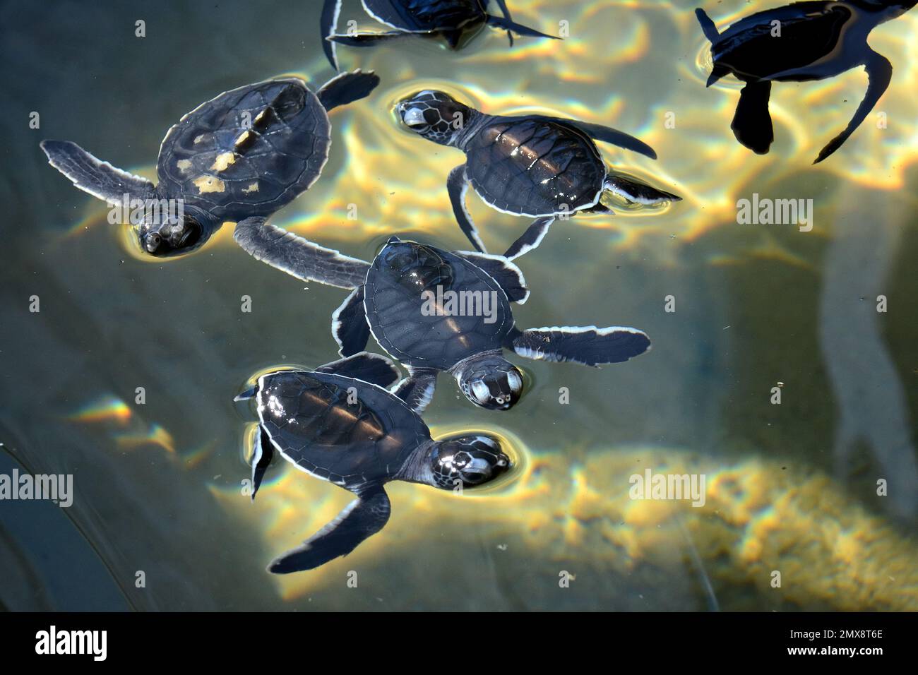 Recently hatched turtles, Turtle Sanctuary Centre, Srí Lanka, Asia ...