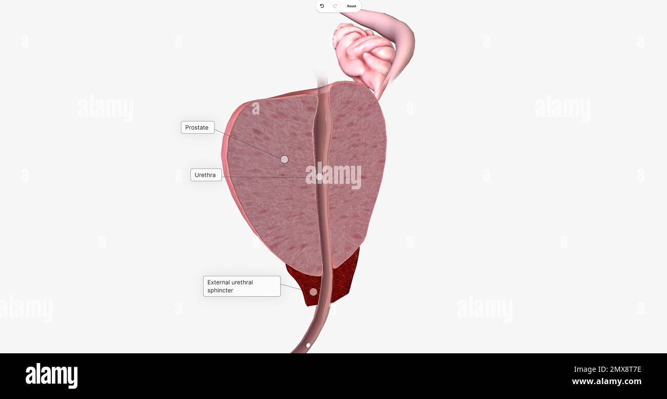 The Prostate, Sagittal Cross Section 3D rendering Stock Photo - Alamy