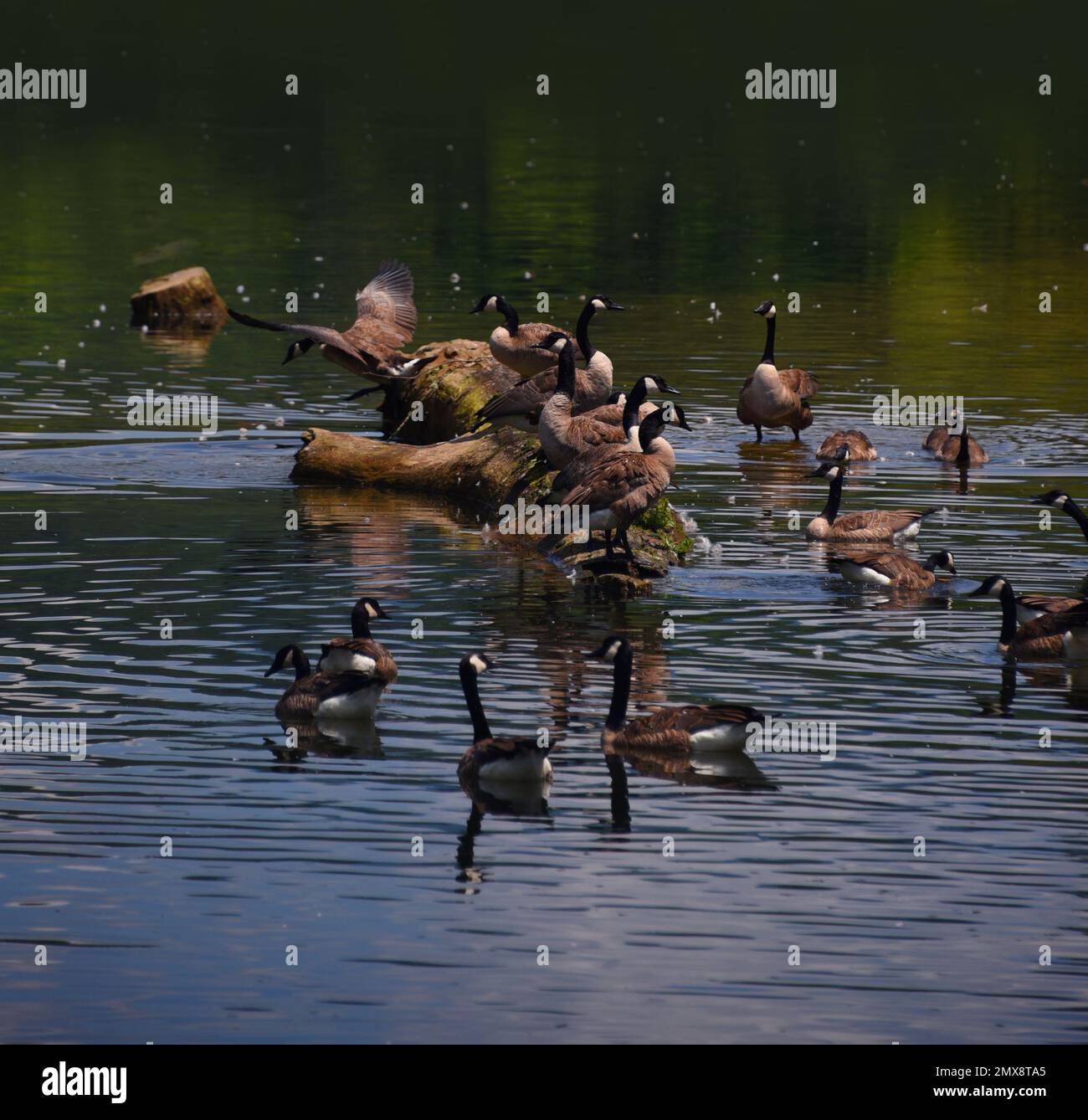 Large group of Canadian Geese rest, swim and fly around a log in the ...