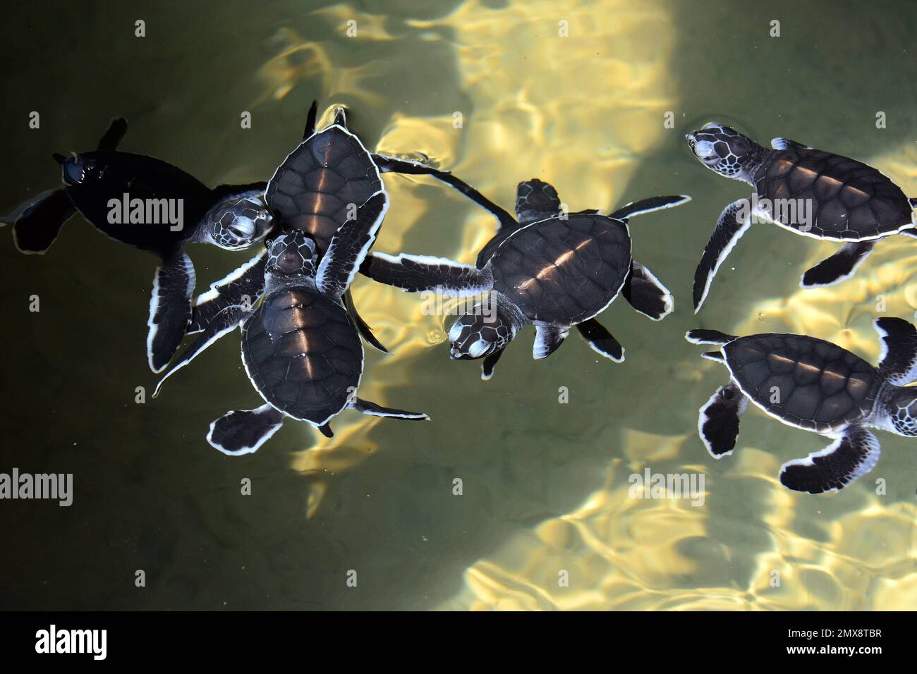 Recently hatched turtles, Turtle Sanctuary Centre, Srí Lanka, Asia ...