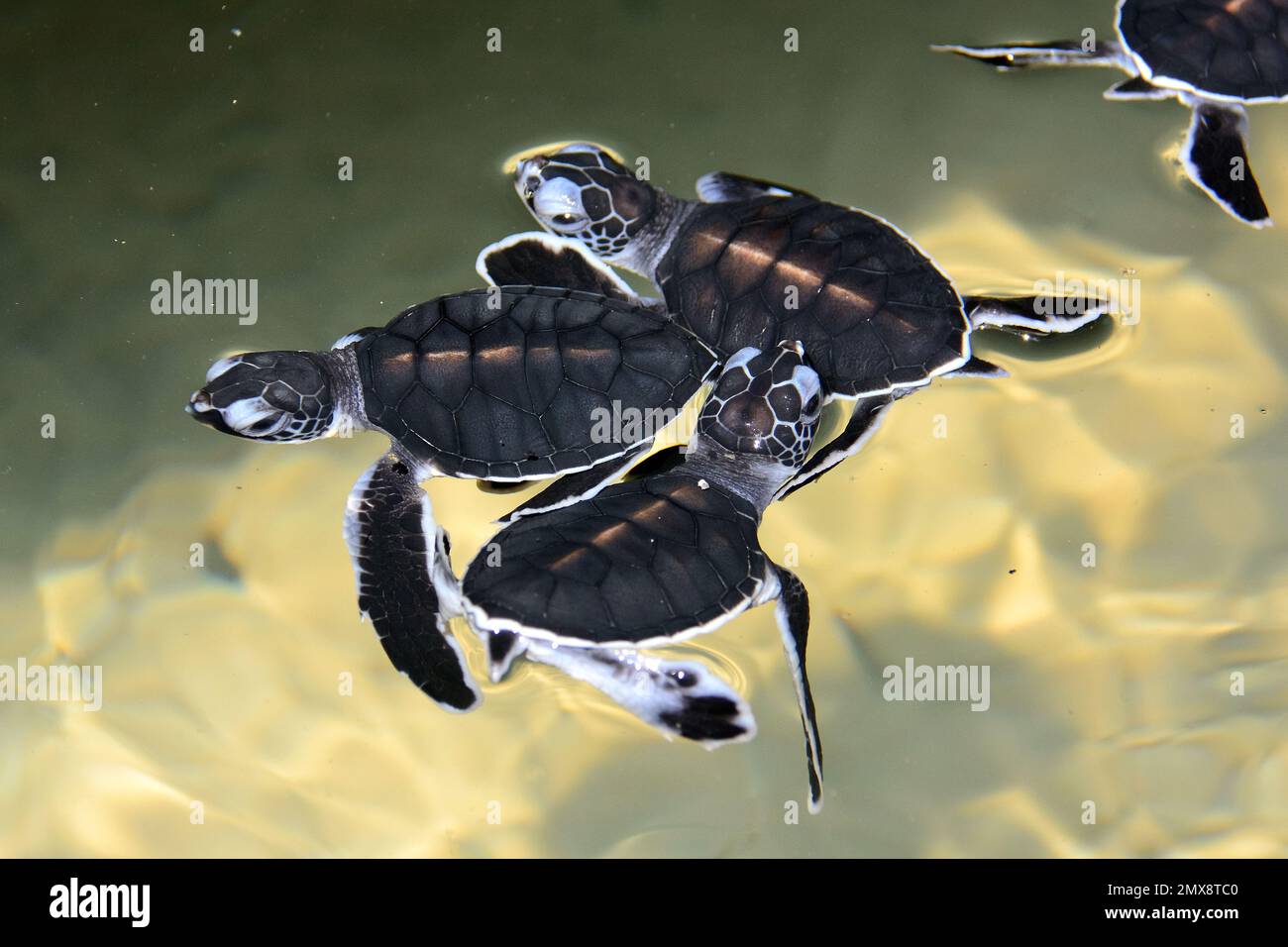 Recently hatched turtles, Turtle Sanctuary Centre, Srí Lanka, Asia ...