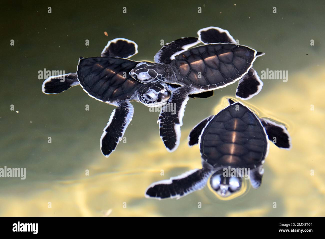 Recently hatched turtles, Turtle Sanctuary Centre, Srí Lanka, Asia ...