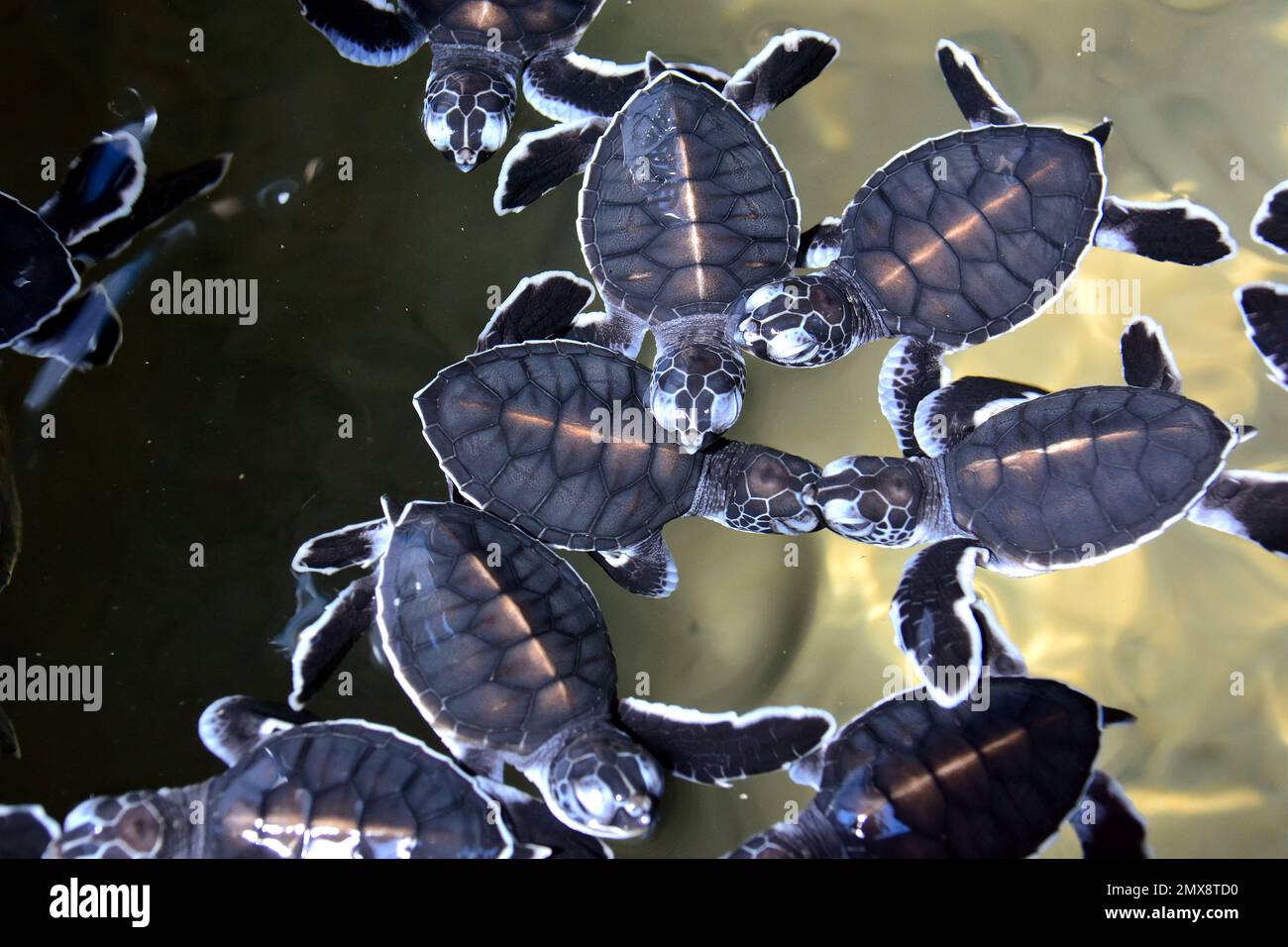 Recently hatched turtles, Turtle Sanctuary Centre, Srí Lanka, Asia ...