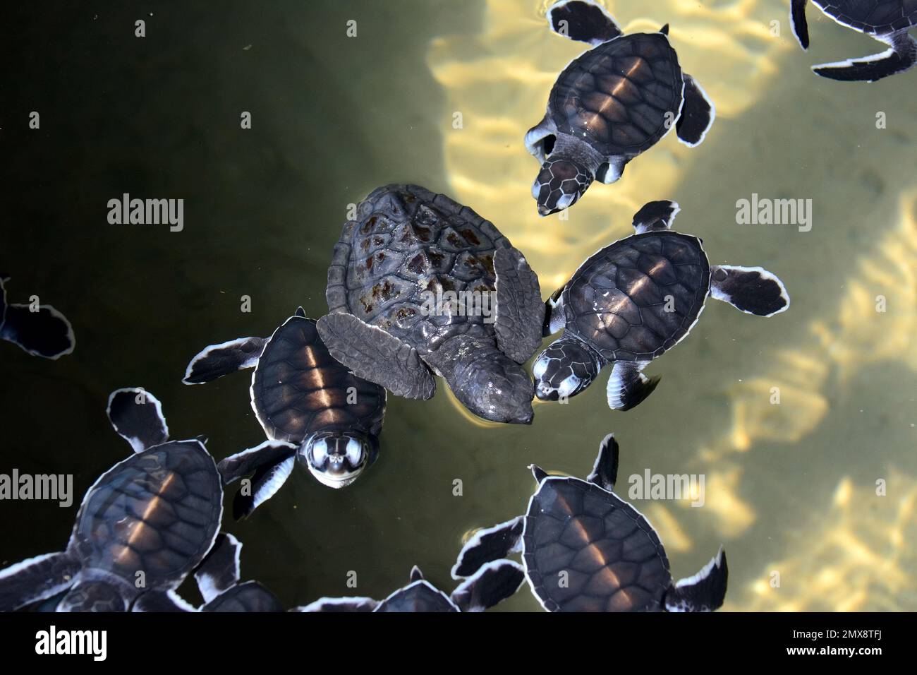 Recently hatched turtles, Turtle Sanctuary Centre, Srí Lanka, Asia ...