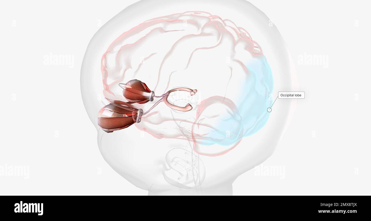 Eye movement desensitization and reprocessing therapy hi-res stock ...