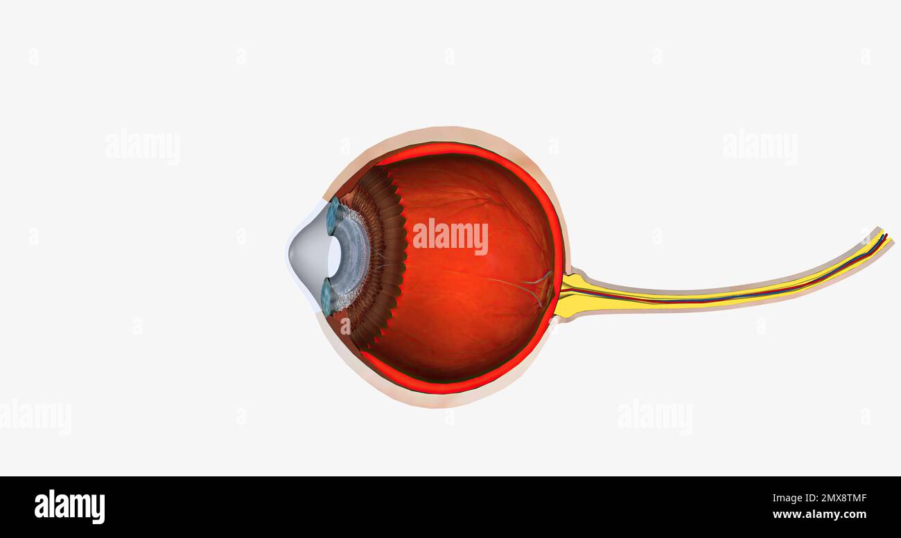 Corneal topography Cut Out Stock Images & Pictures - Alamy