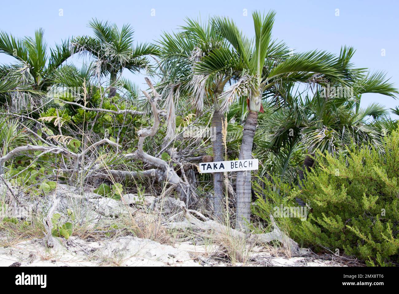 The view of palm trees and Taka Beach sign on Half Moon Cay tourist ...