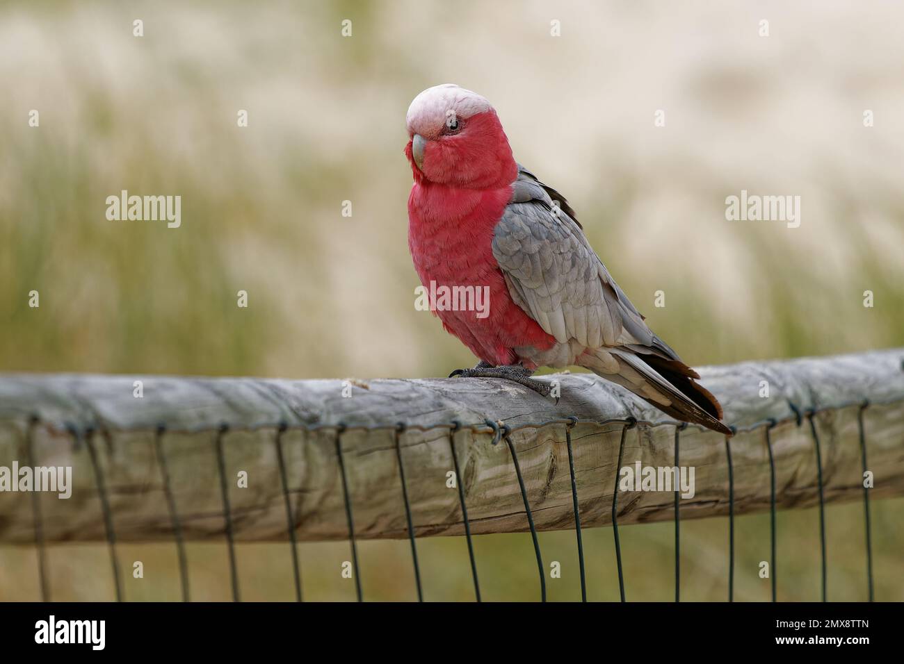 Galah - Eolophus roseicapilla - known as the rose-breasted cockatoo ...