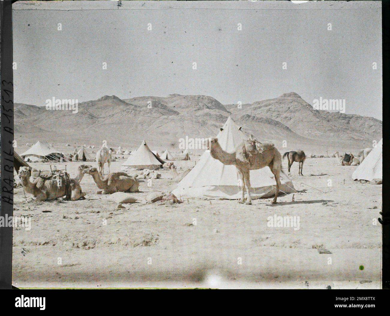 Queweira, Arabia (present -day Jordan) the camp of the Arab forces ...