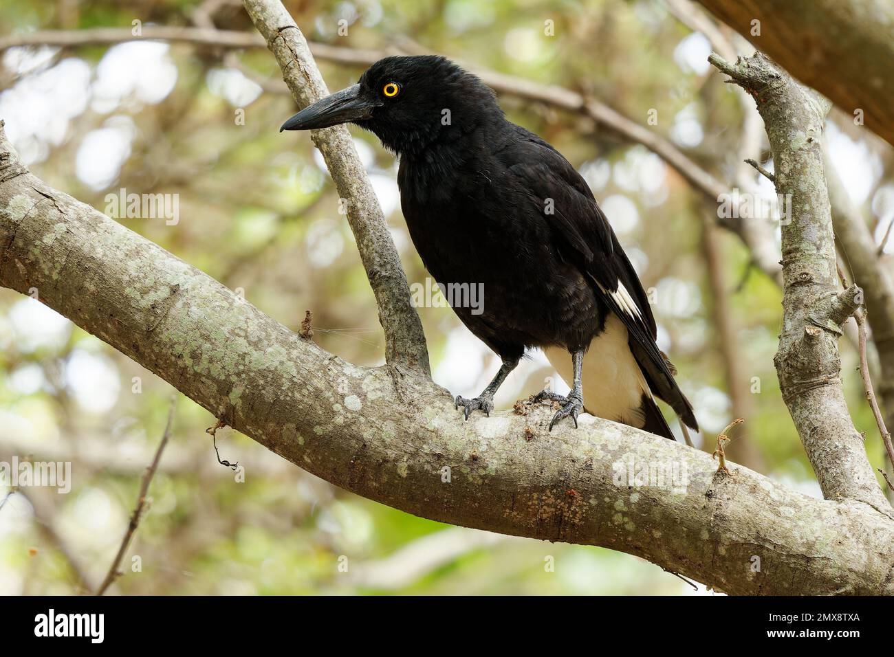 Australian pied currawong hi-res stock photography and images - Alamy