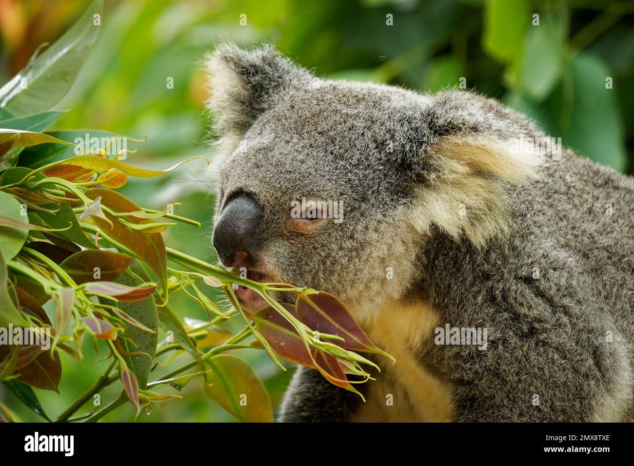 Koala - Phascolarctos cinereus on the tree in Australia, eating ...