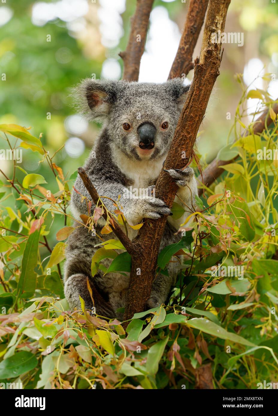 Koala - Phascolarctos cinereus on the tree in Australia, eating ...
