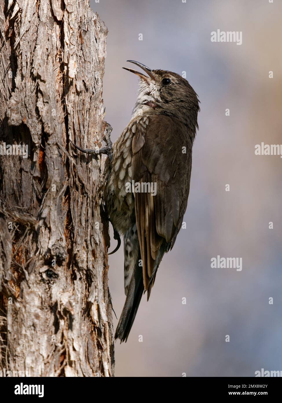 White-throated treecreeper (Cormobates leucophaea), an interesting ...