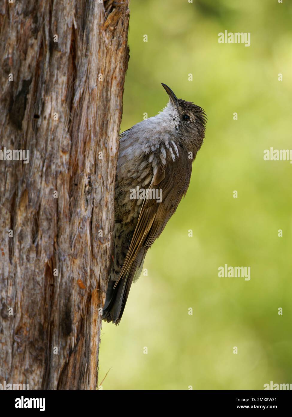 White-throated treecreeper (Cormobates leucophaea), an interesting ...