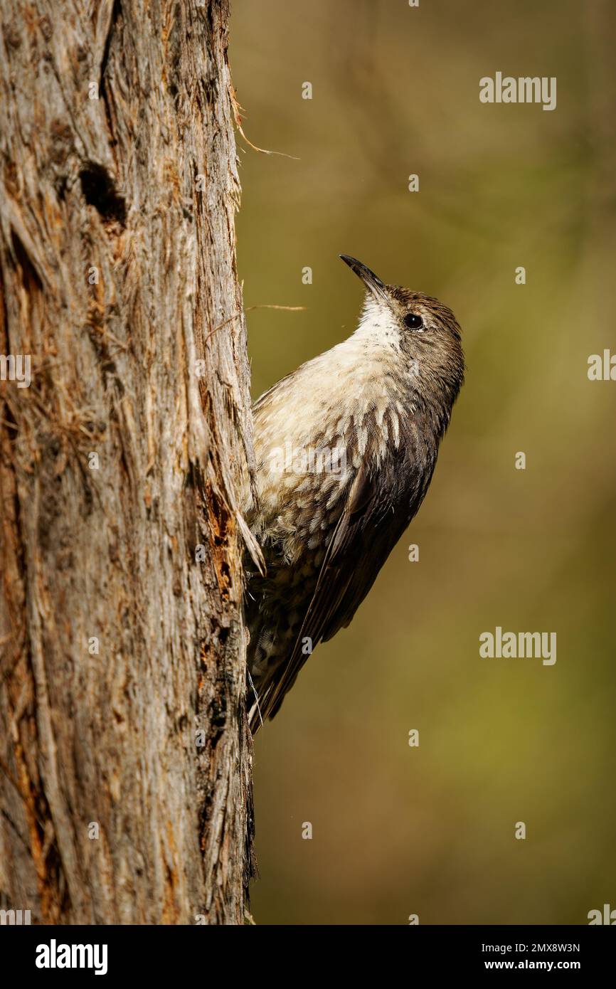 White-throated treecreeper (Cormobates leucophaea), an interesting ...