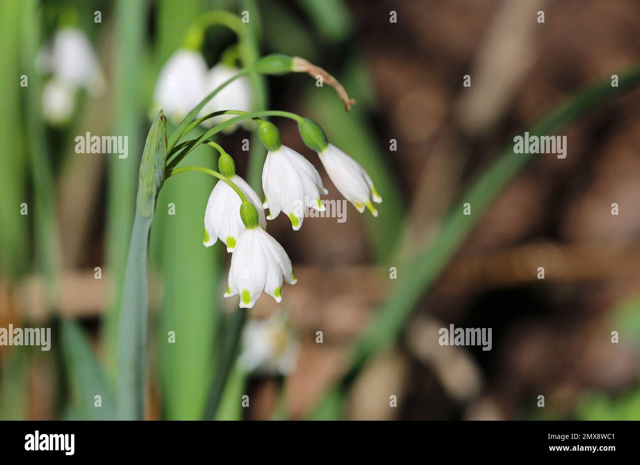 Snow lotus close up - Fort Worth Botanic Garden, Texas Stock Photo - Alamy