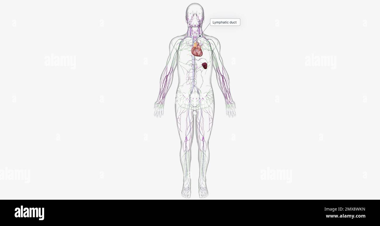 Lymphatic vessels anatomy Cut Out Stock Images & Pictures - Alamy