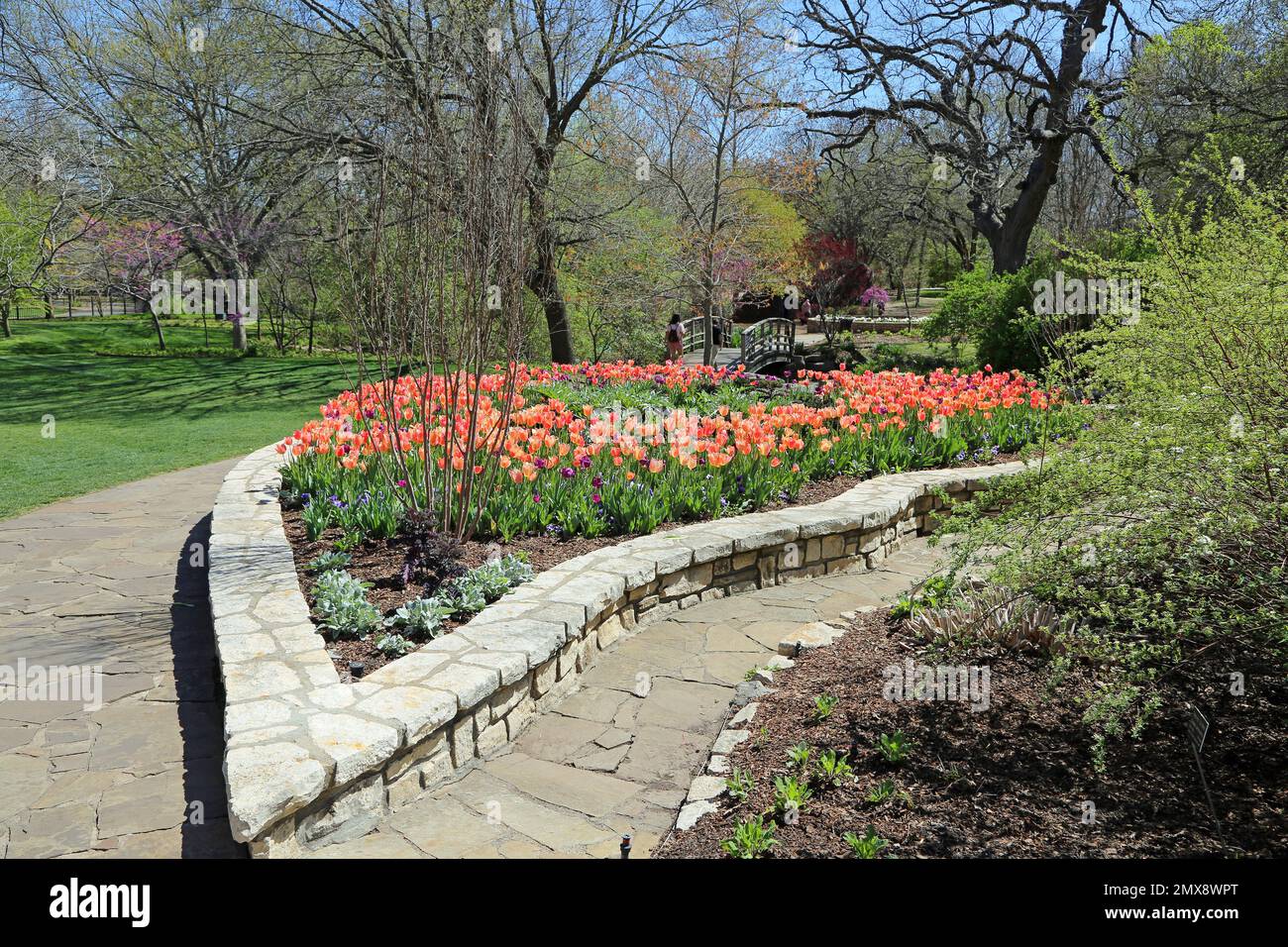 Tulip island - Fort Worth Botanic Garden, Texas Stock Photo - Alamy
