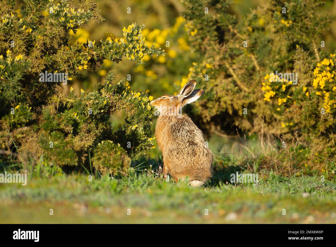 Brown hare Lepus europaeus adult feeding on a Gorse bush, Suffolk ...