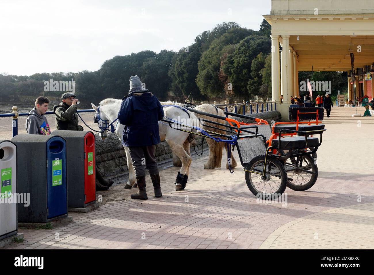 Ponies pulling training carts (Sulky, roadsters) tethered to the ...