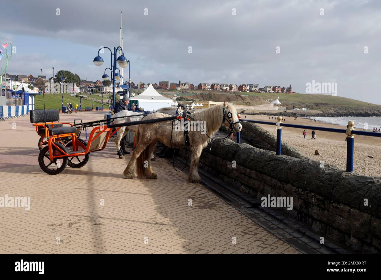 Ponies pulling training carts (Sulky, roadsters) tethered to the ...