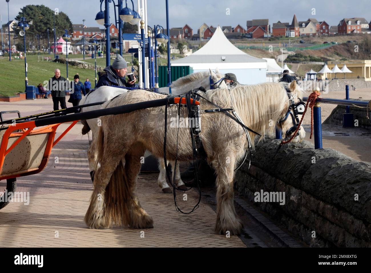 Ponies pulling training carts (Sulky, roadsters) tethered to the ...