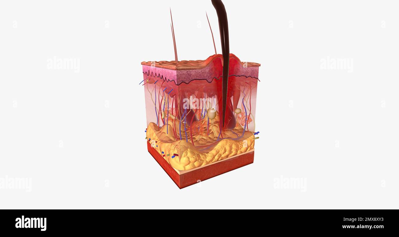 Human skin texture closeup detail Cut Out Stock Images & Pictures - Alamy