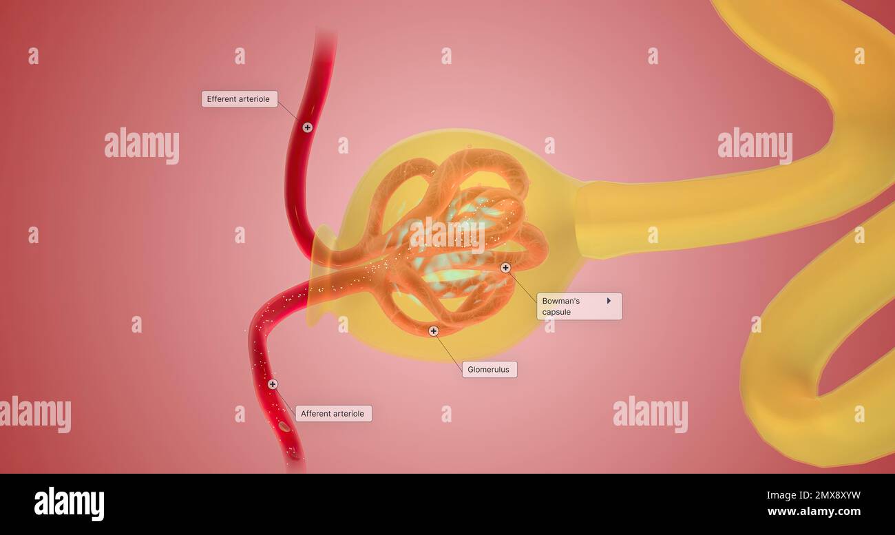 Blood filters hi-res stock photography and images - Alamy