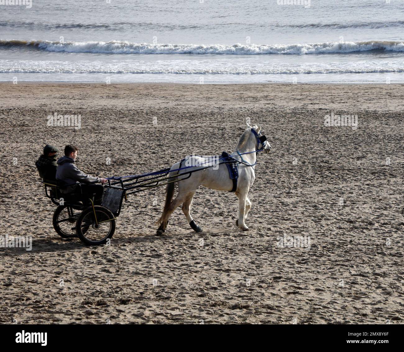 Grey pony pulling training carts (Sulky, roadsters) at Barry Island ...