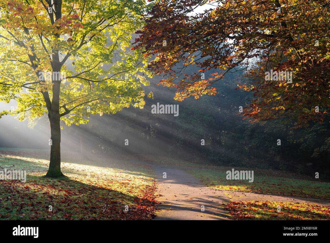 Morning time park parks hi-res stock photography and images - Alamy