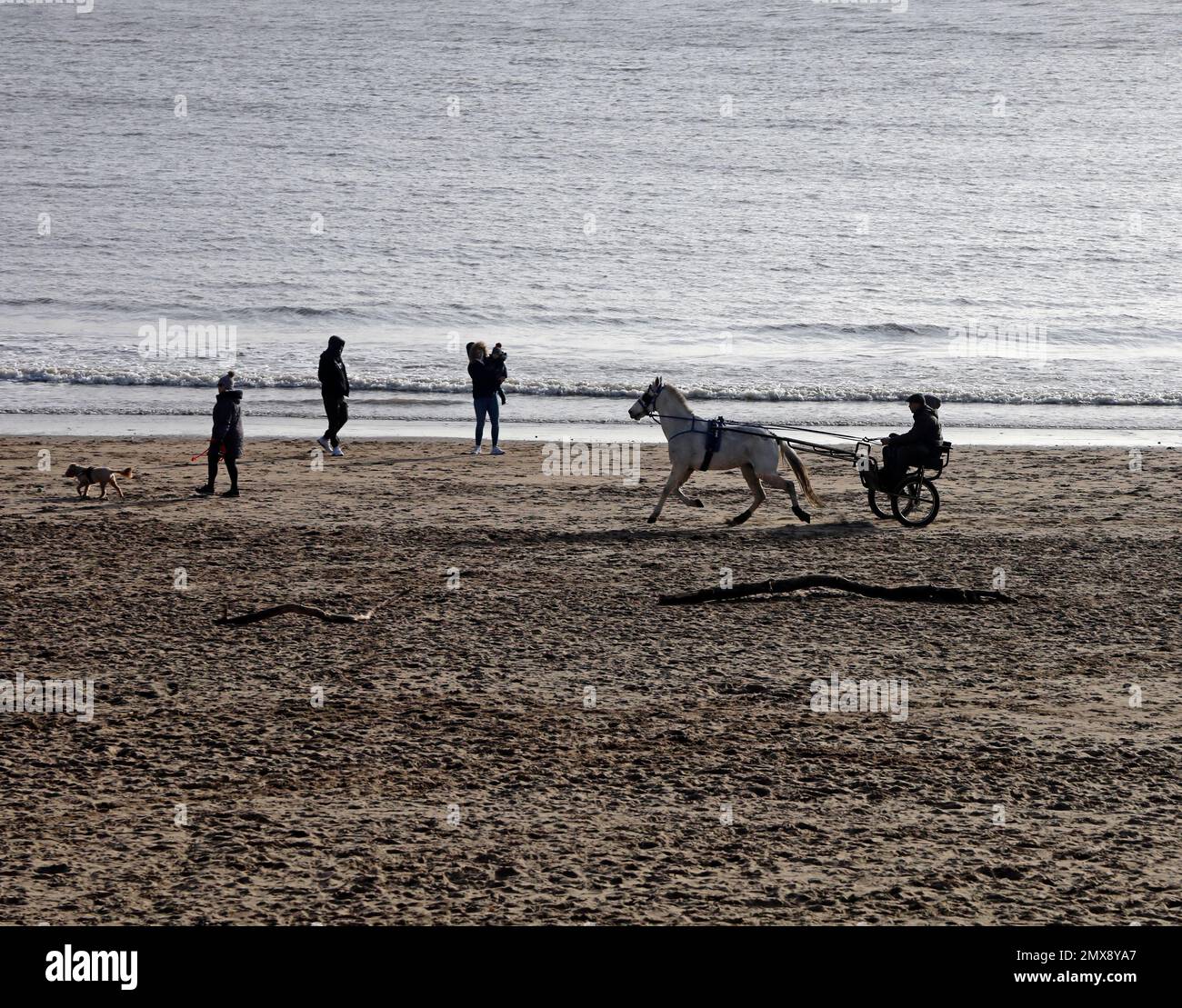 Ponies pulling training carts (Sulky, roadsters) at Barry Island beach ...